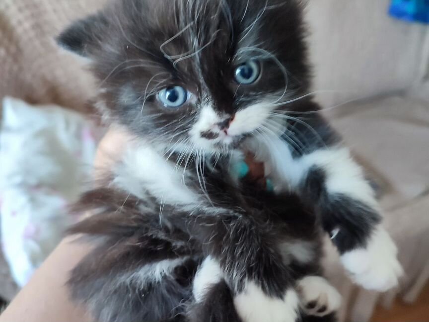 Отдам в добрые руки