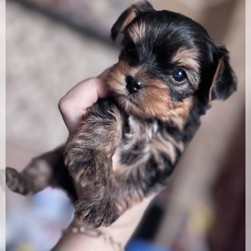 Йоркширский терьер, щенок