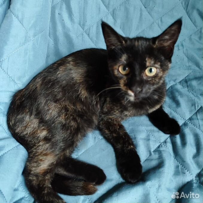 Котенок, девочка, 4мес