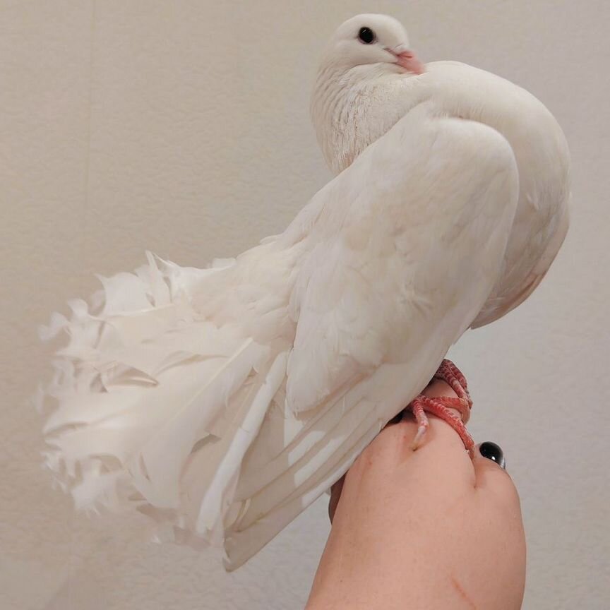 Ручной голубь павлин