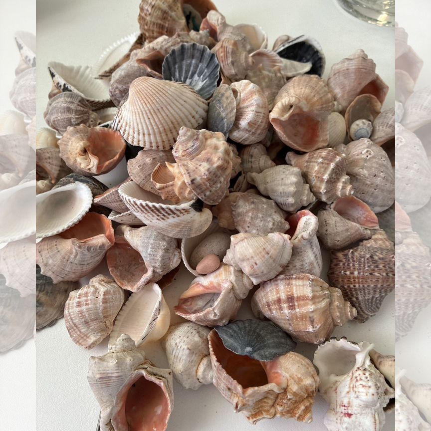 Ракушки для аквариума