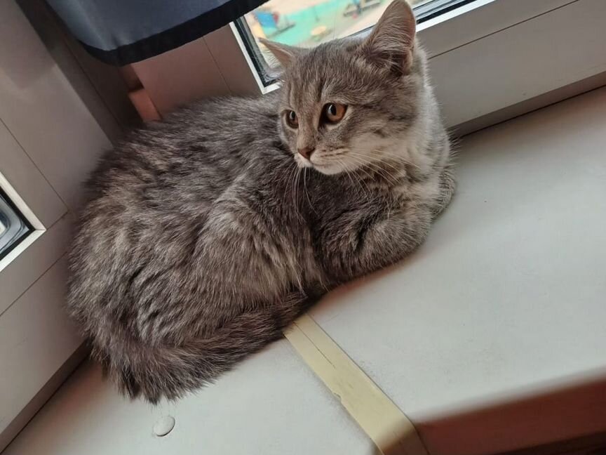 Котёночек бесплатно