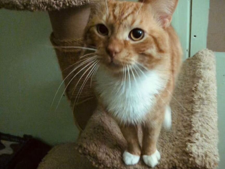 Котик Кирюша в добрые руки