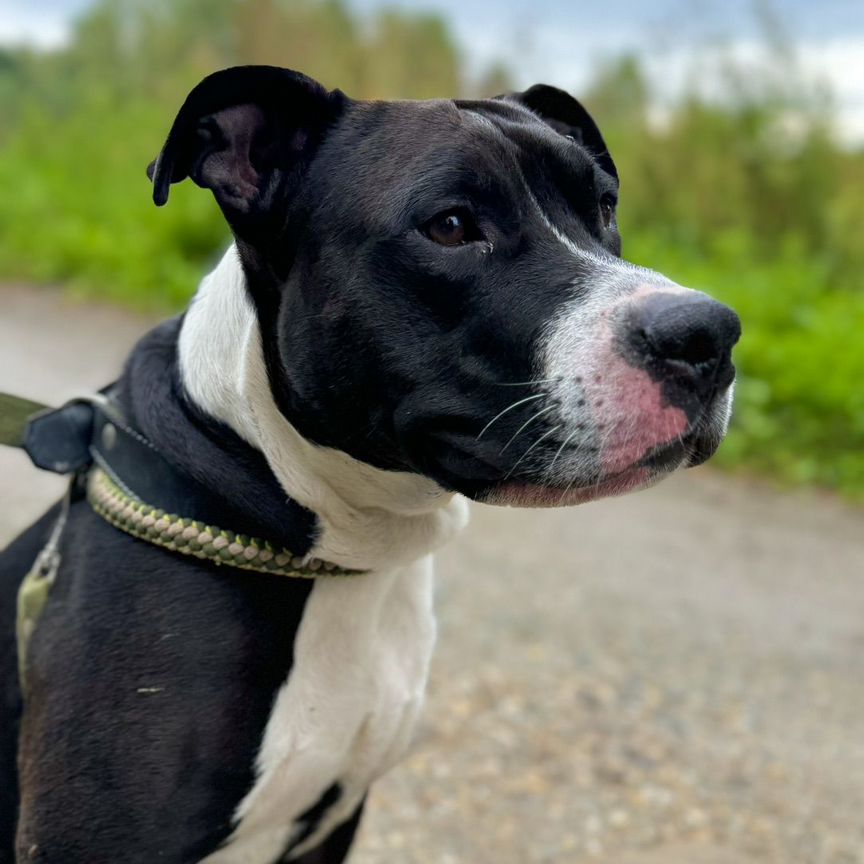 Шима, в добрые руки