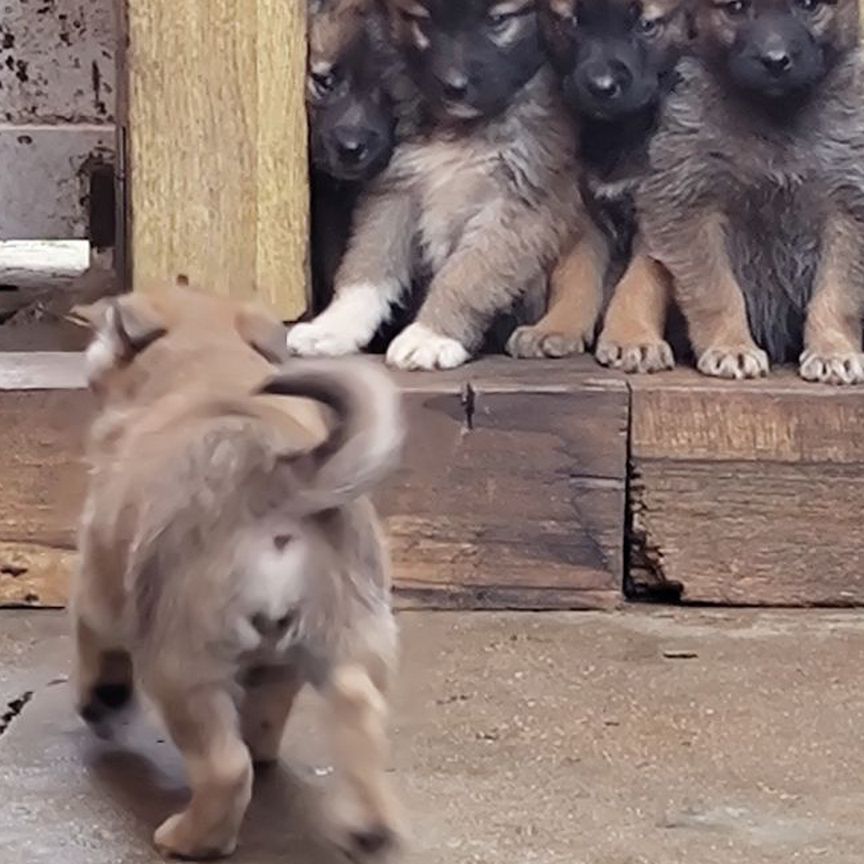 Лабрадор-ретривер, щенок