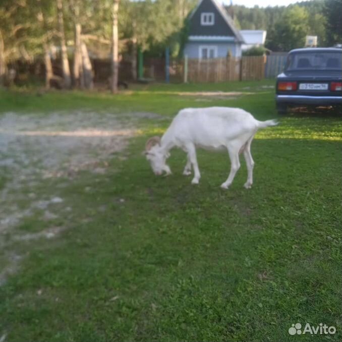 Козы на мясо