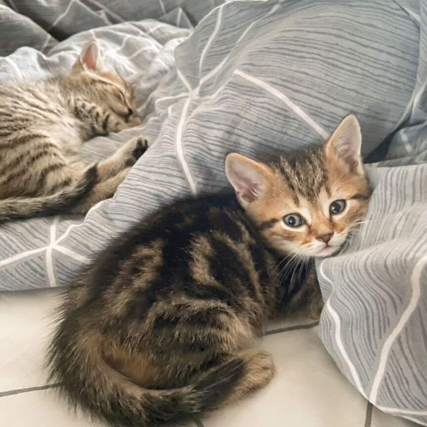 Котята в добрые руки