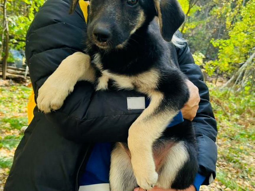 Рекс ищет дом