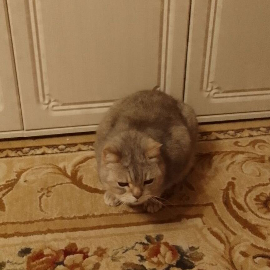 Отдам бесплатно кота шотландца в добрые руки