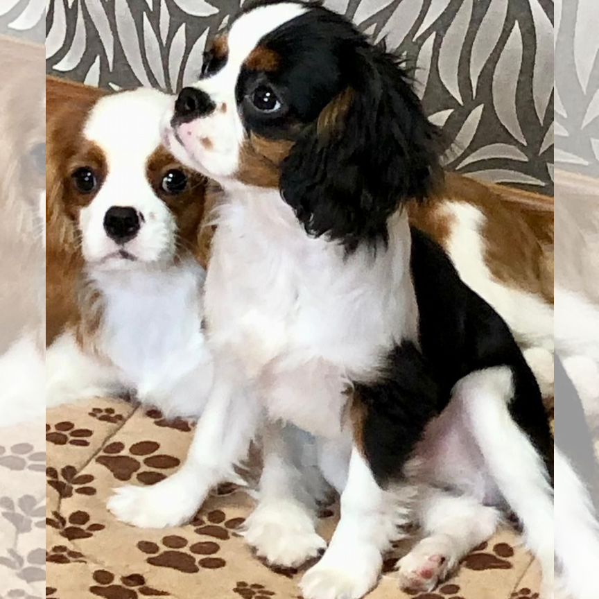 Щенок мальчик кавалер кинг чарльз спаниель