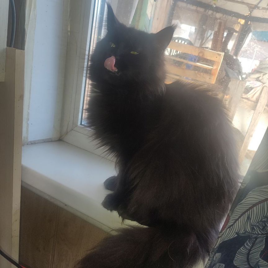 Мэйн кун черный