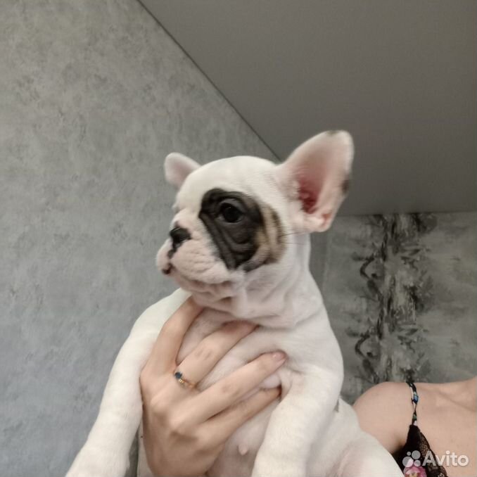 Юная мадмуазель ищет свою семью