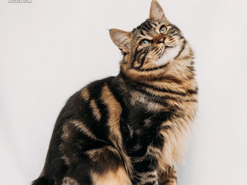 Вязка кот курильского бобтейла