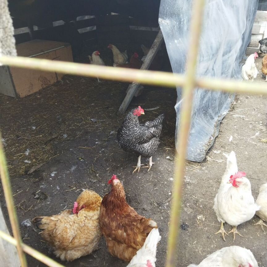 Куры несушки домашние