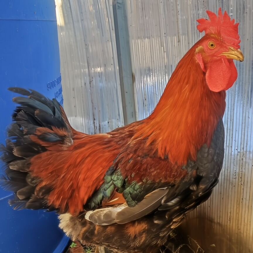 Петух домашний