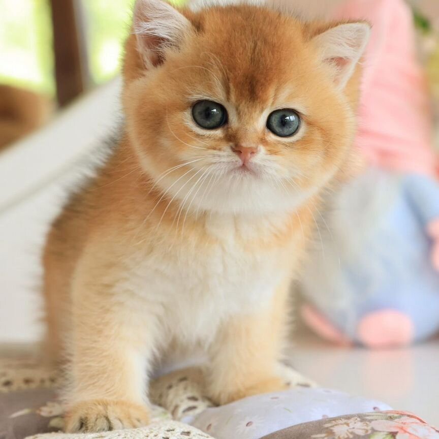 Британский короткошёрстный котёнок