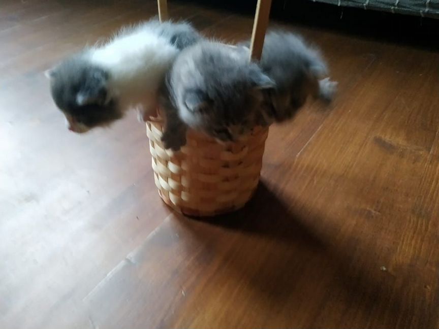 Котята из деревни В хорошие добрые руки