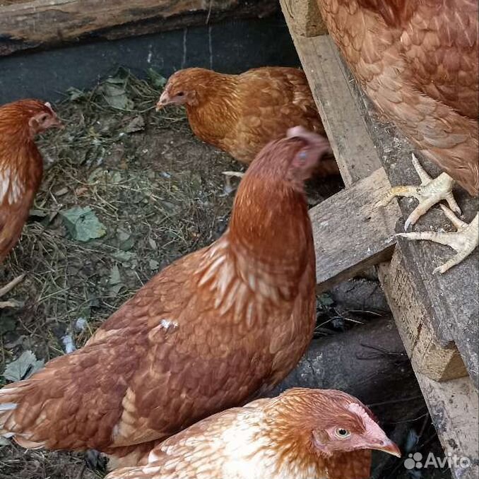 Куры молодки