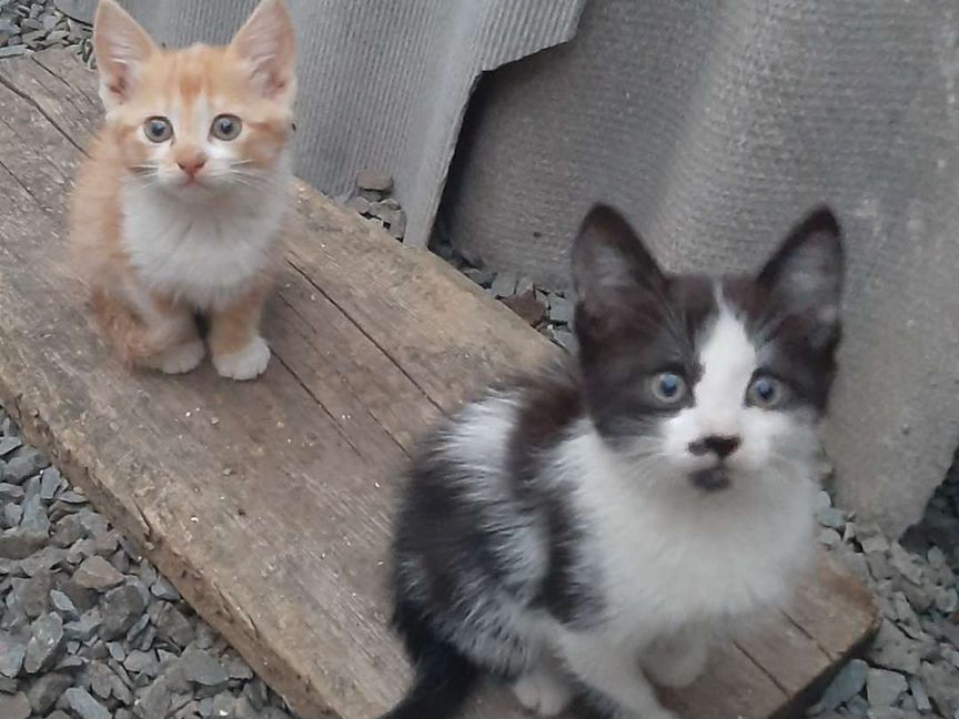 Котята в добрые руки