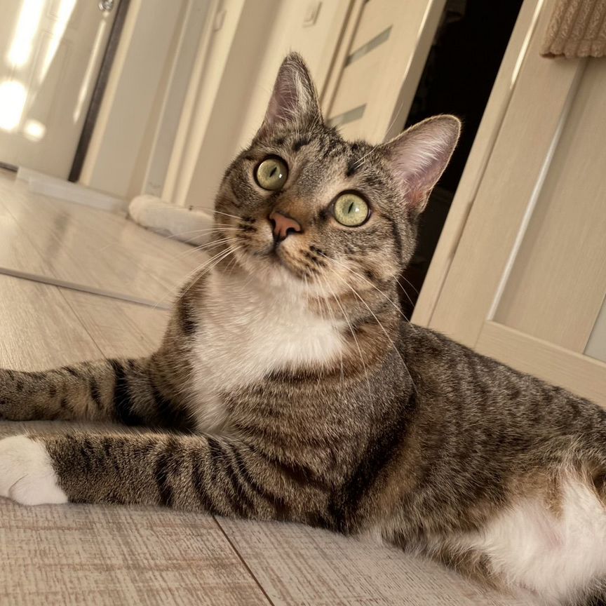 Котик в добрые руки