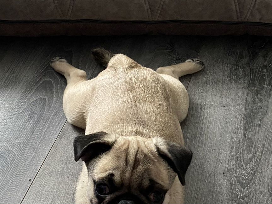 Мопс, мальчик