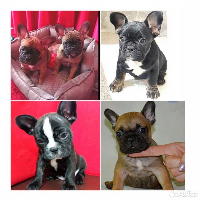 Французики разных окрасов