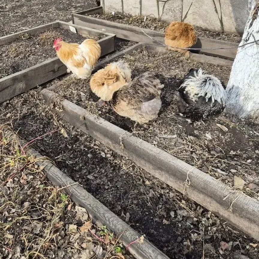 Яйцо куриное породы мини Конхинхин