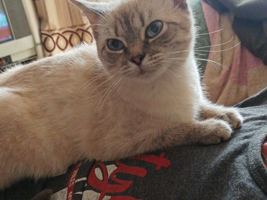 Тайская кошечка