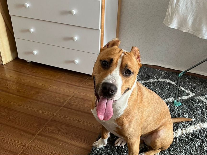 Стаффордширский терьер