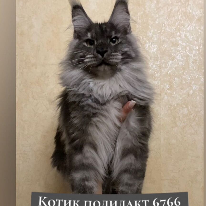 Мейн-кун котёнок