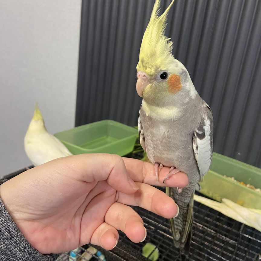 Птенцы корелл