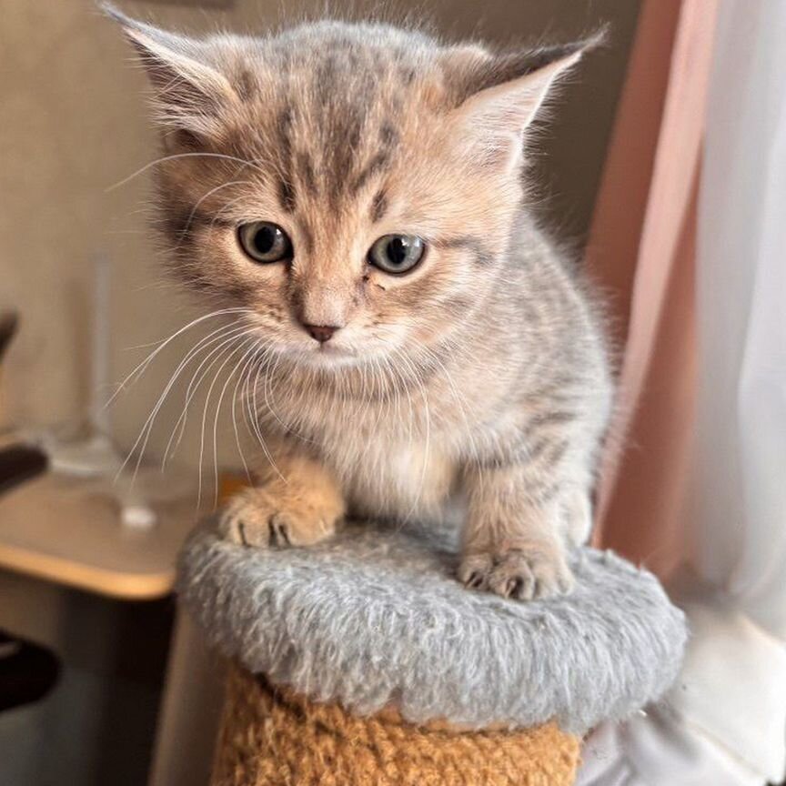 Шотландский прямоухий короткошёрстный котёнок