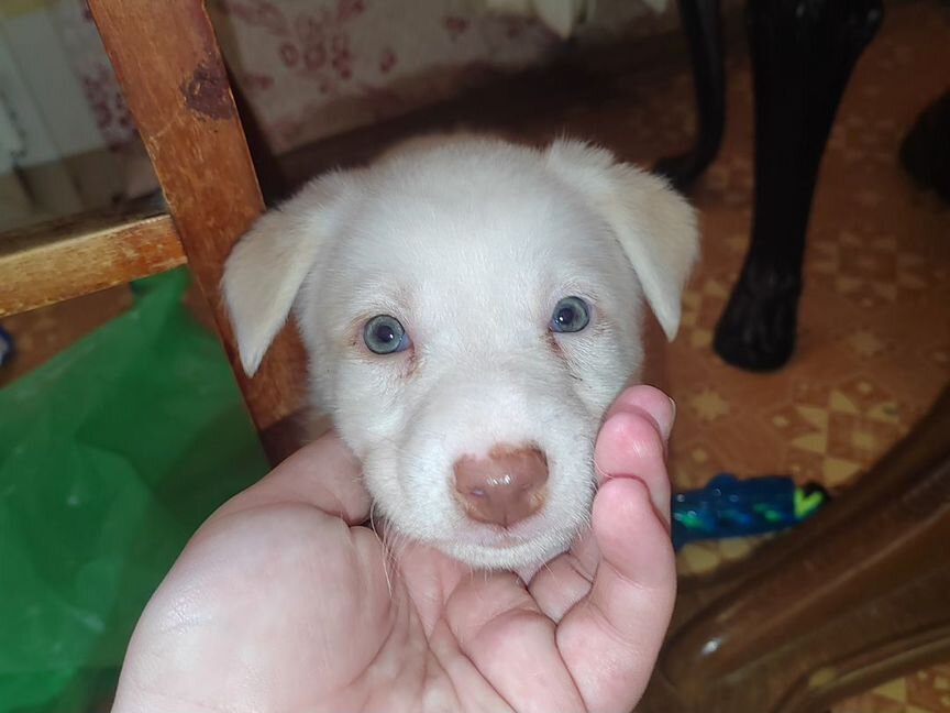 Собака в добрые руки щенок