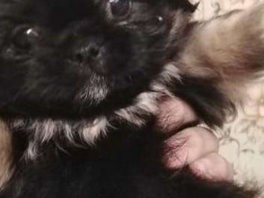 Щенки пекинеса москва