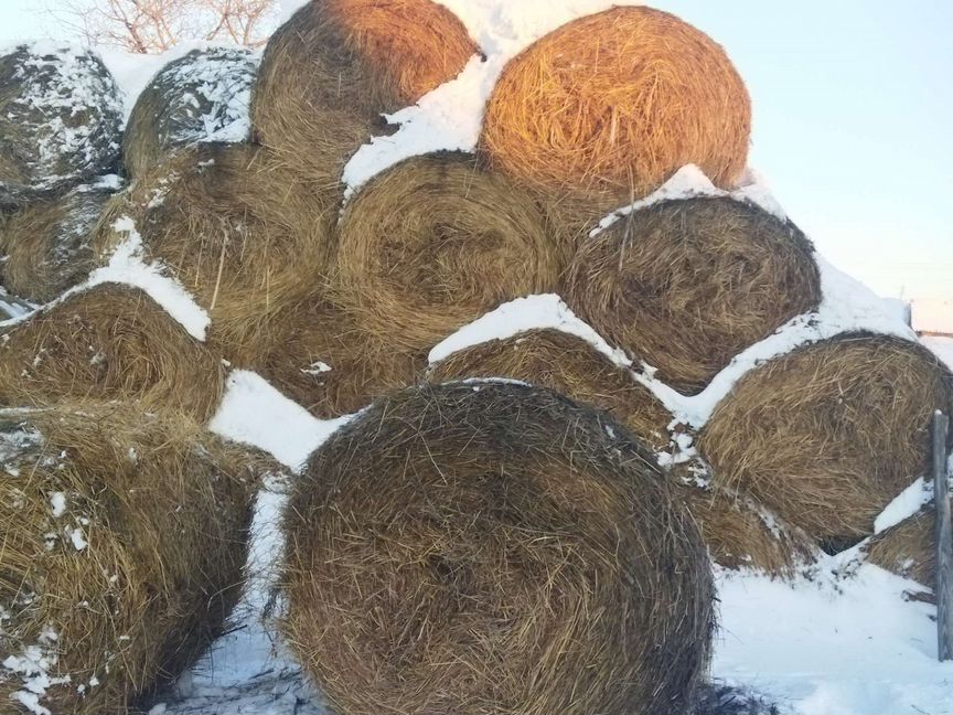 Продам сено в рулонах