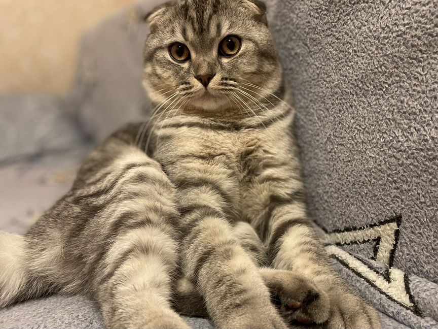 Шотланский вислоухий кот бесплатно