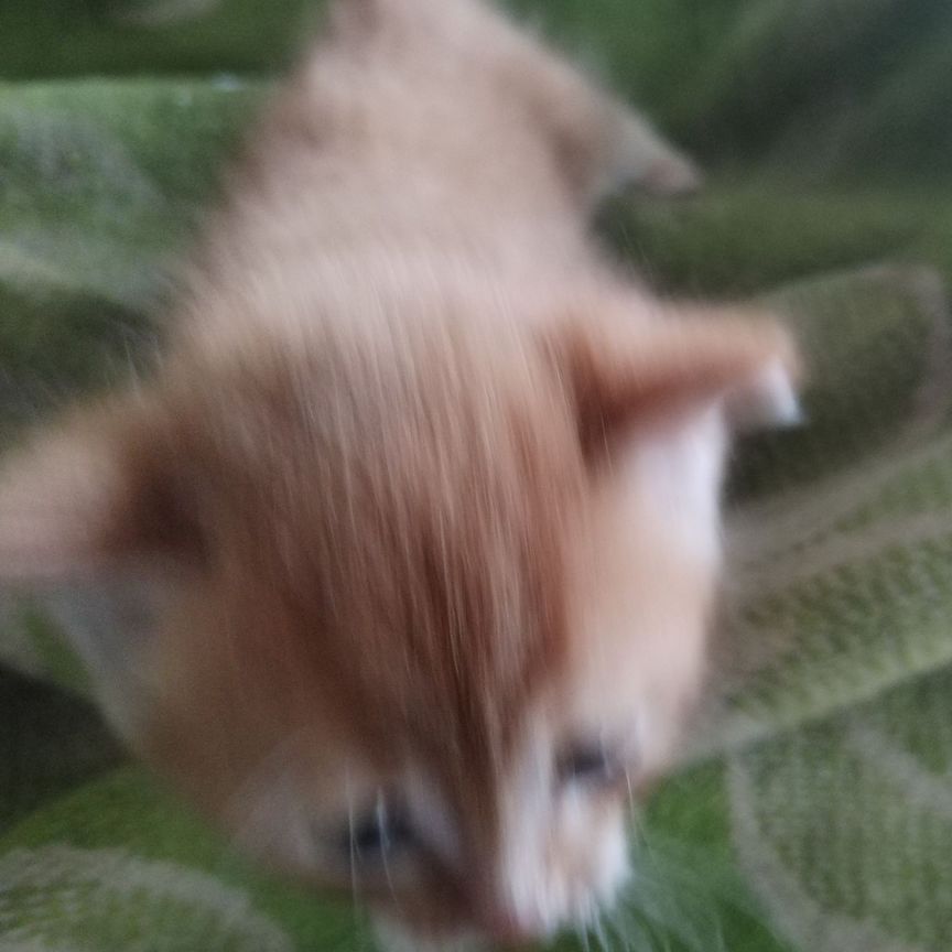 Котики бесплатно в добрые руки