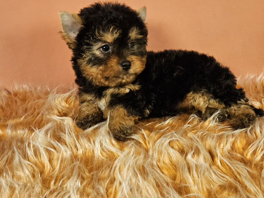 Упитанный и воспитанный мальчик