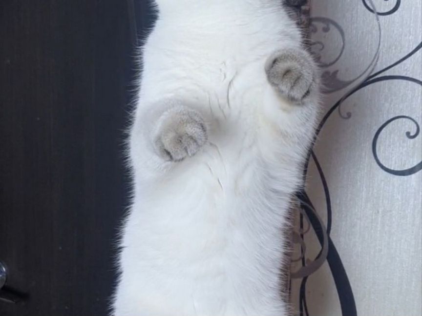 Котёнок золотой колор пойнт