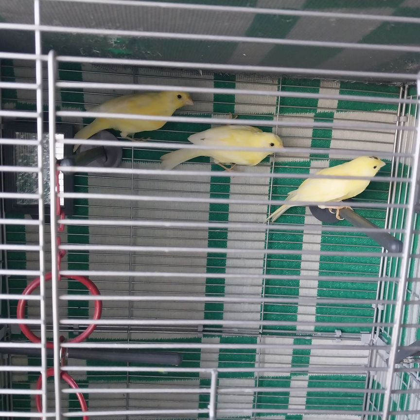 Кенер,канарейка и клетка