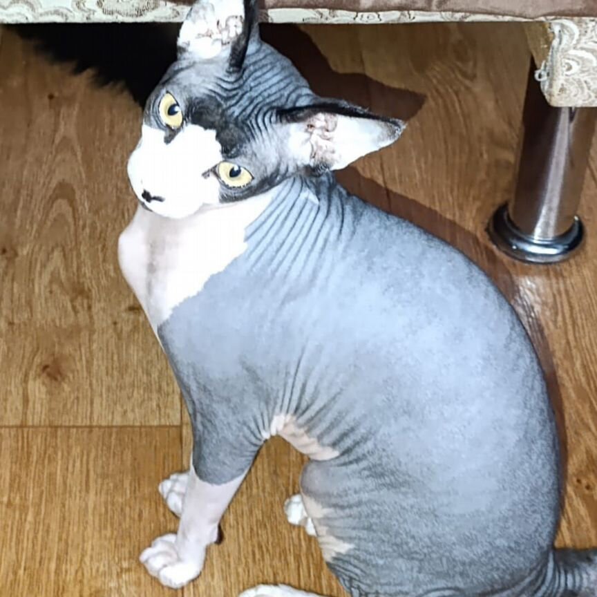 Продаю канадского сфинкса