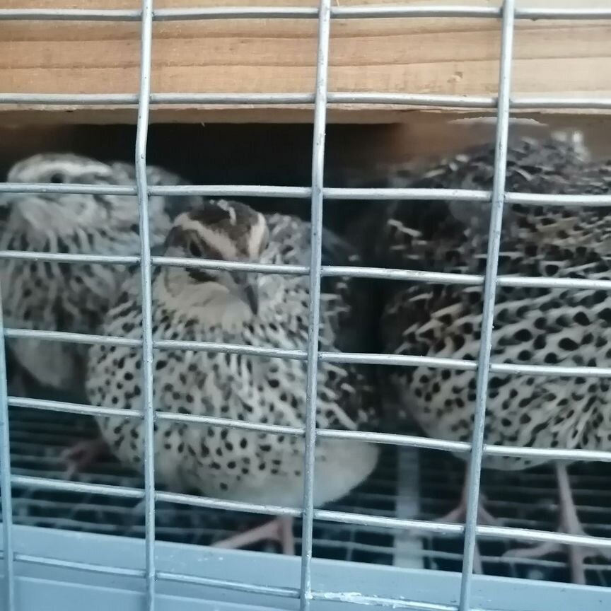 Продам перепелов несущек