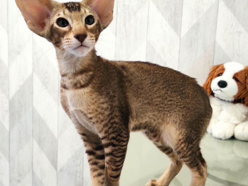 Ориентальная