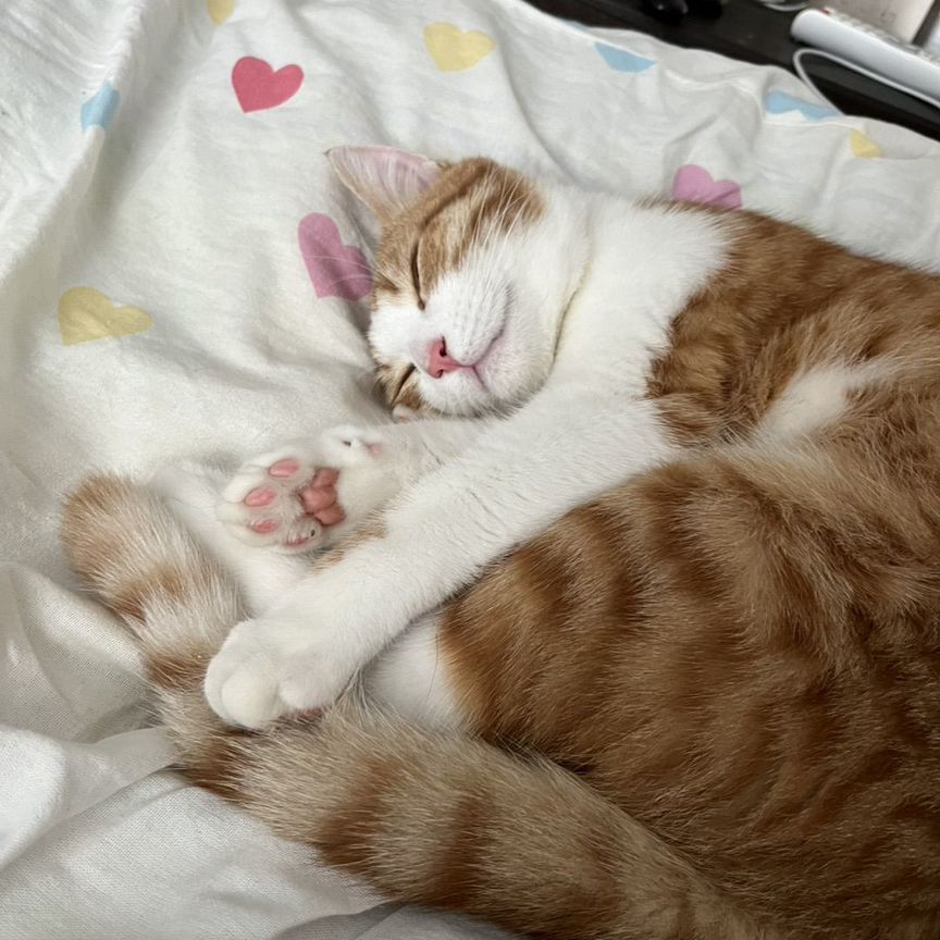 Отдам кота в добрые руки