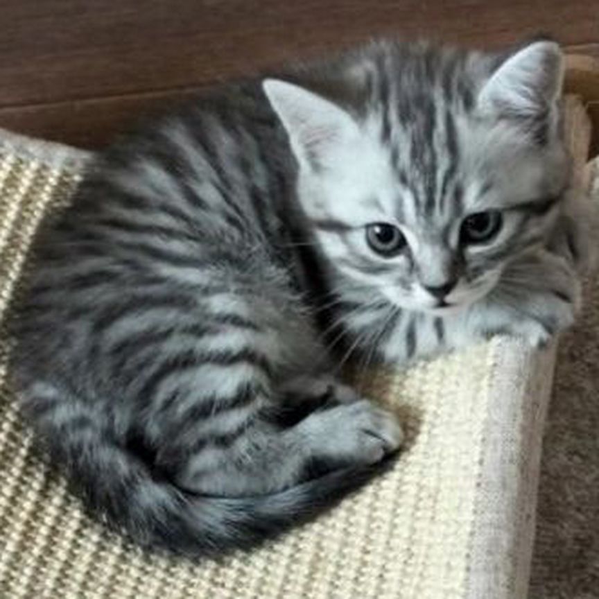 Шотландский прямоухий длинношёрстный котёнок