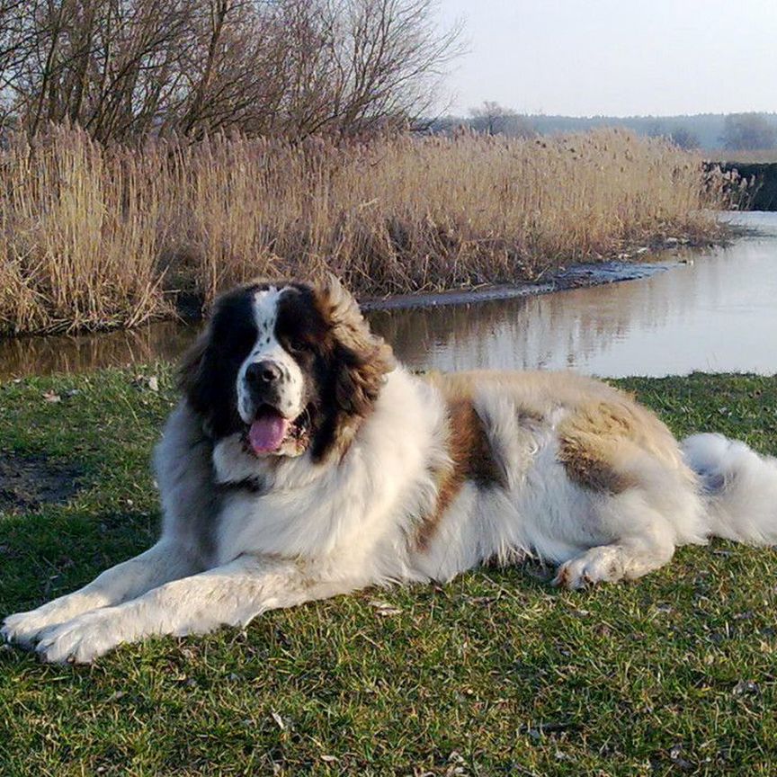 Московская сторожевая (девочка) вязка