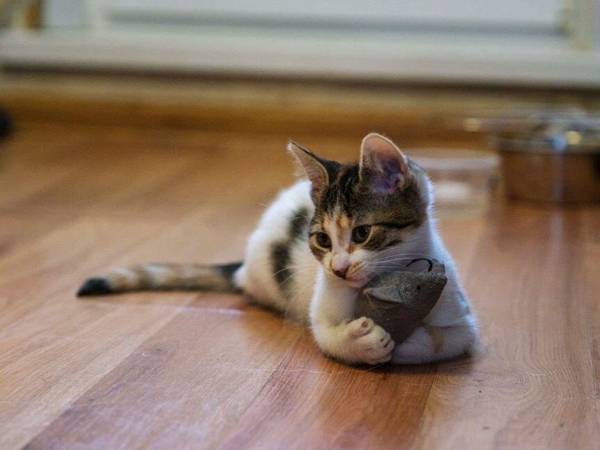 Котенок Нафаня трёхцветная 3,5 мес