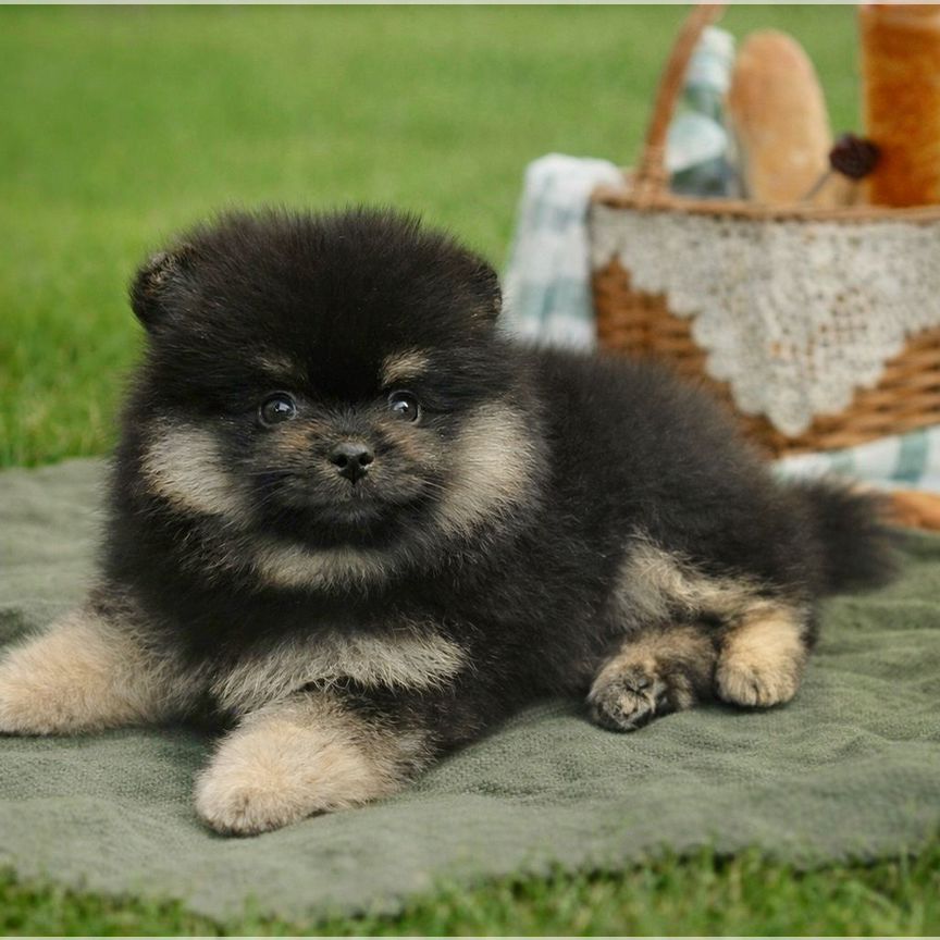 Померанский шпиц, щенок