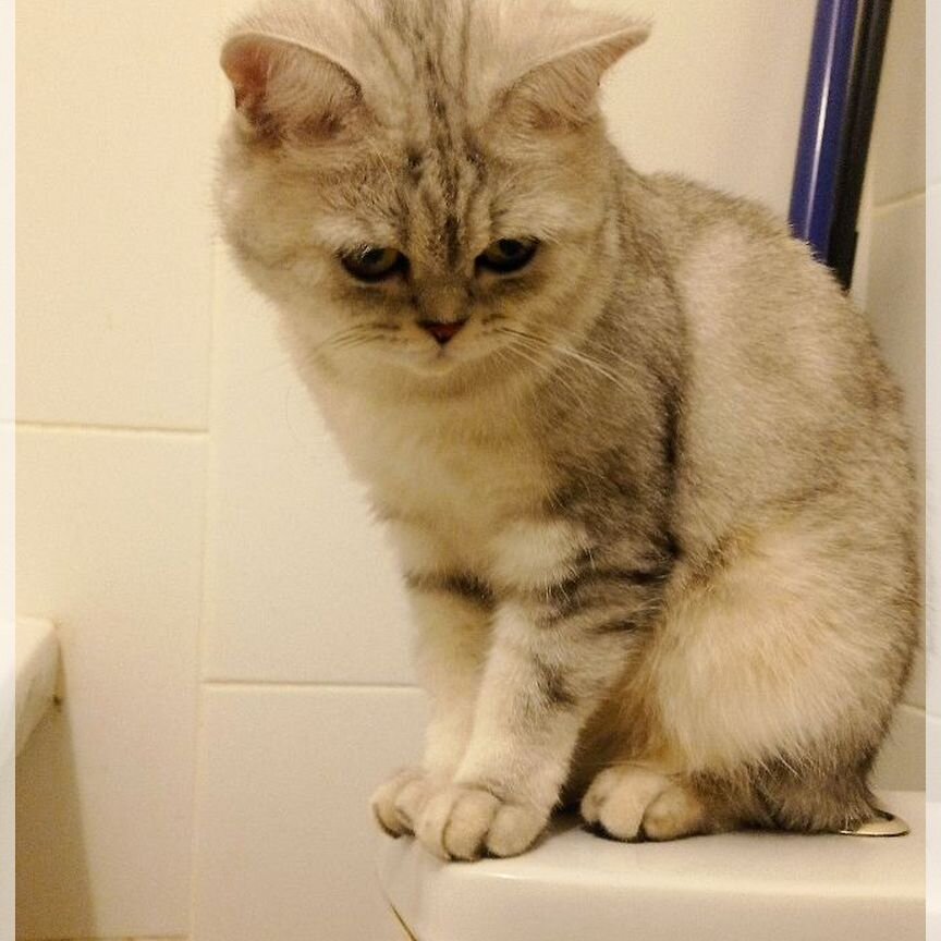 Кошка британская прямоухая