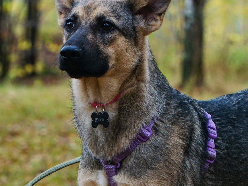 Щенок очень ищет любящую семью